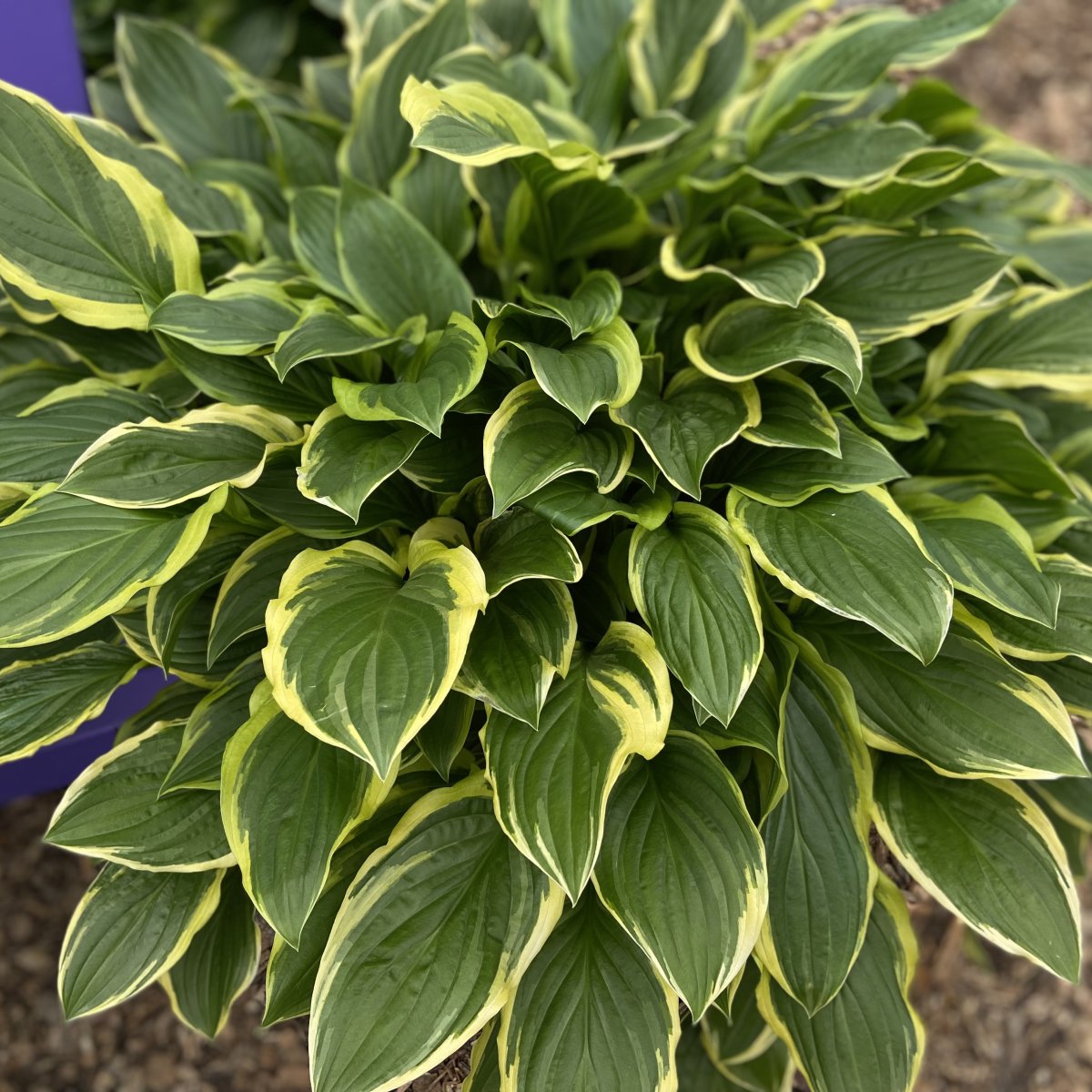 Hosta So Sweet - Hosta - Solbakkens Blomsterløg