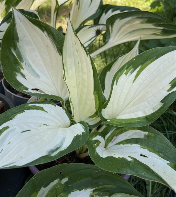 Hosta Fire and Ice